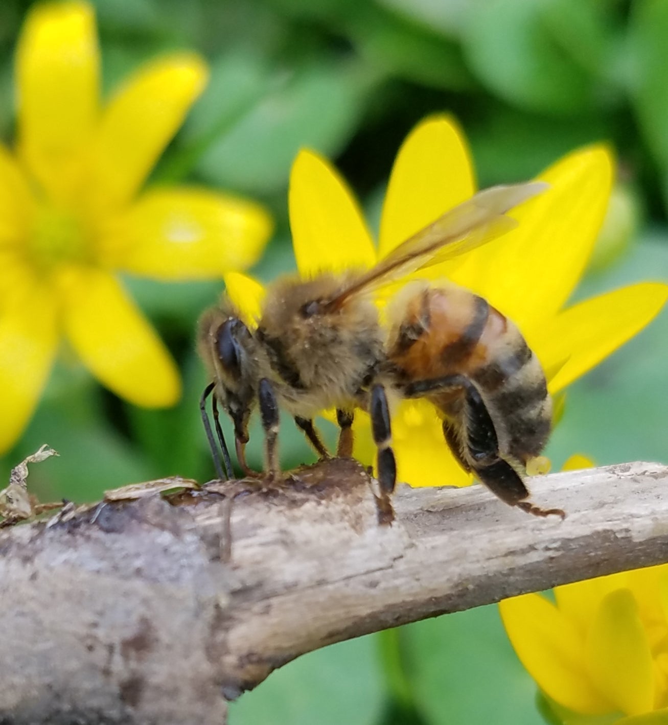 Scouting Bee: Where to find US | Sassy Bee